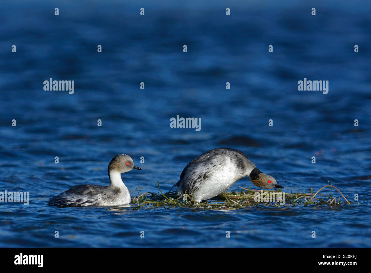 Silvery Grebes Podiceps occipitalis Laguna Azul, Torres del Paine NP ...