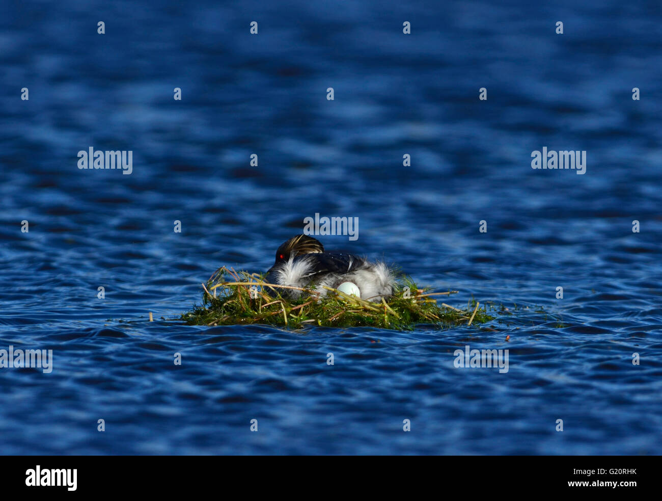 Silvery Grebes Podiceps occipitalis Laguna Azul, Torres del Paine NP ...
