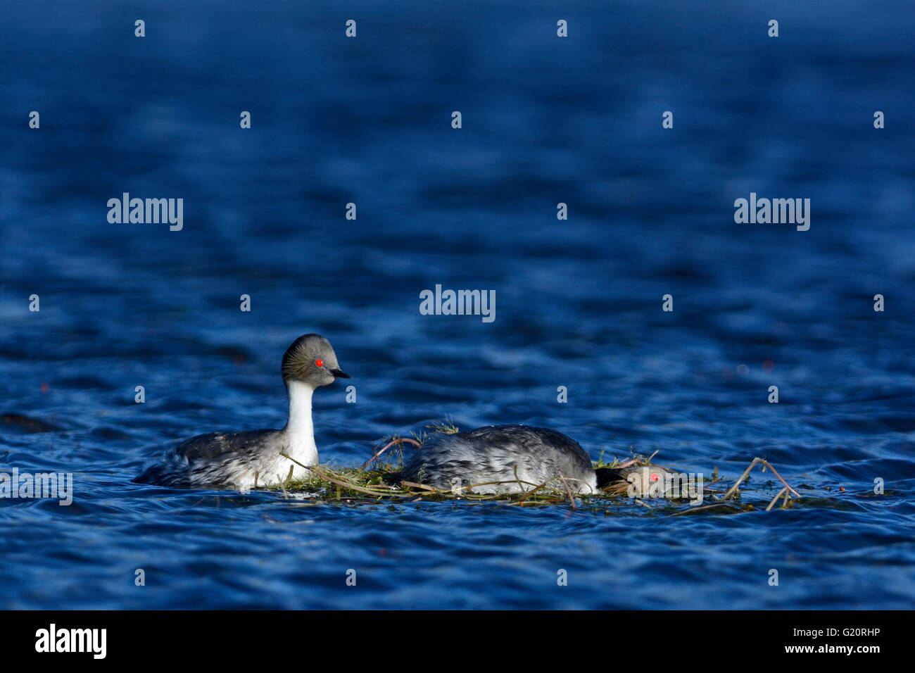 Silvery Grebes Podiceps occipitalis Laguna Azul, Torres del Paine NP ...