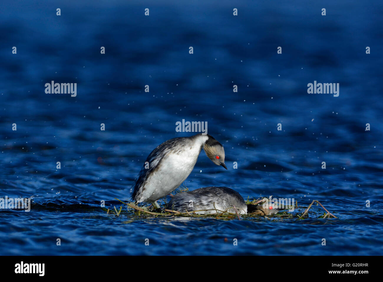 Silvery Grebes Podiceps occipitalis Laguna Azul, Torres del Paine NP ...