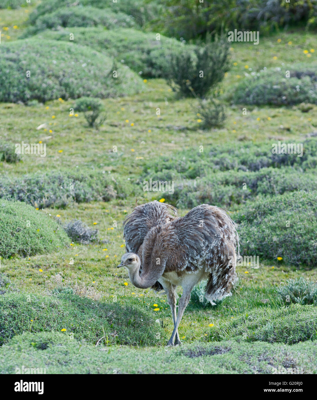 Darwin's rhea (Rhea pennata), also known as the lesser rhea Torres del ...