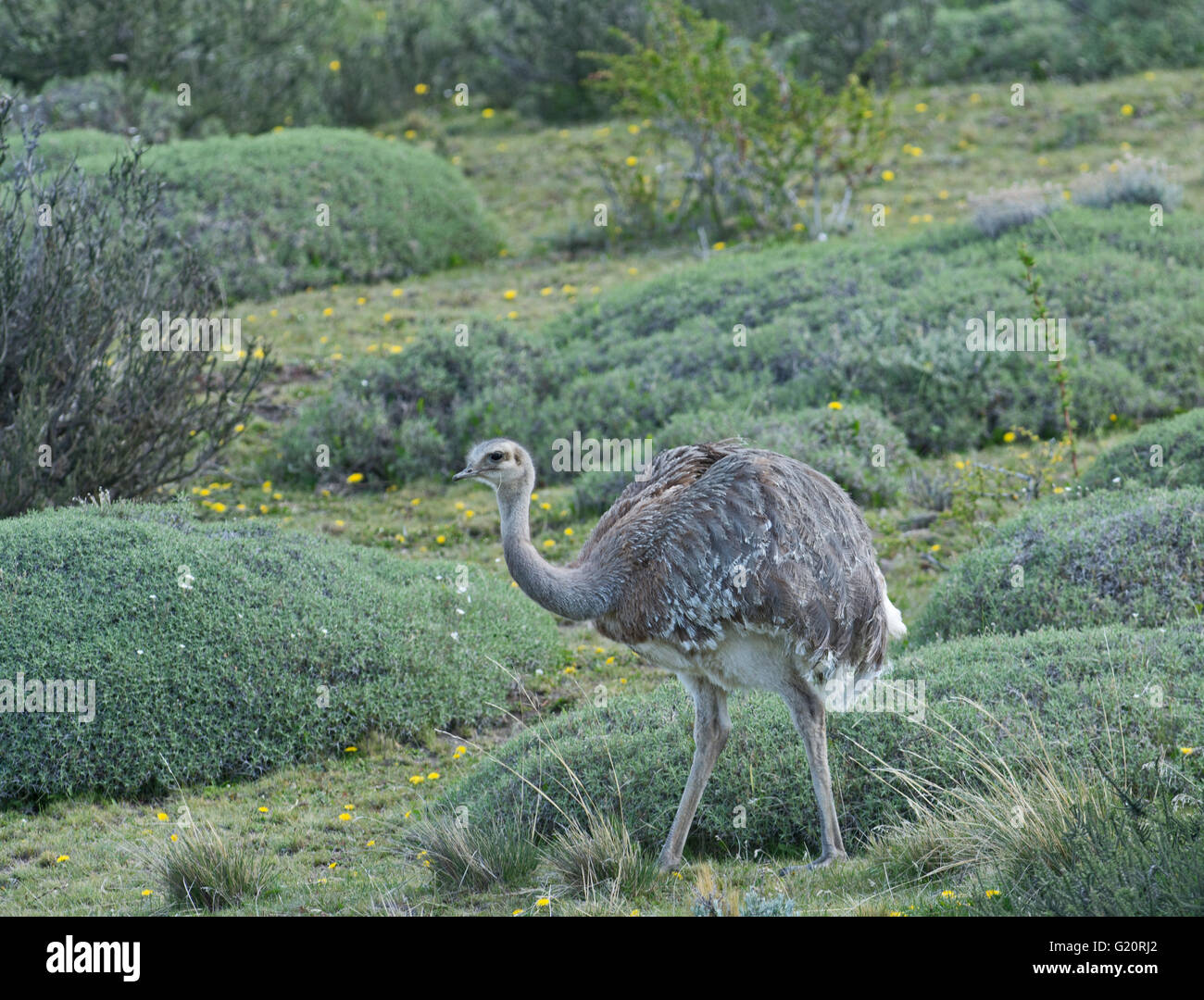 Lesser rhea chile hi-res stock photography and images - Alamy