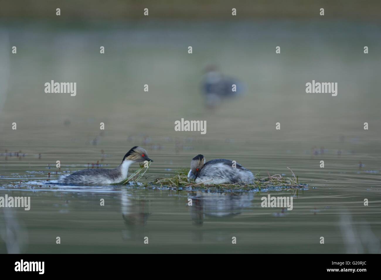 Silvery Grebes Podiceps occipitalis Laguna Azul, Torres del Paine NP ...
