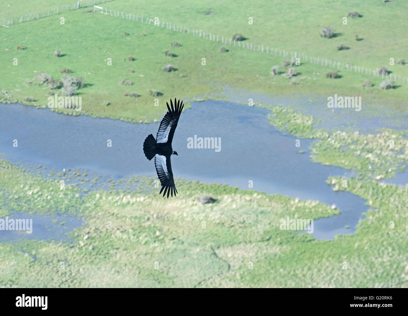 Andean condor chile hi-res stock photography and images - Alamy