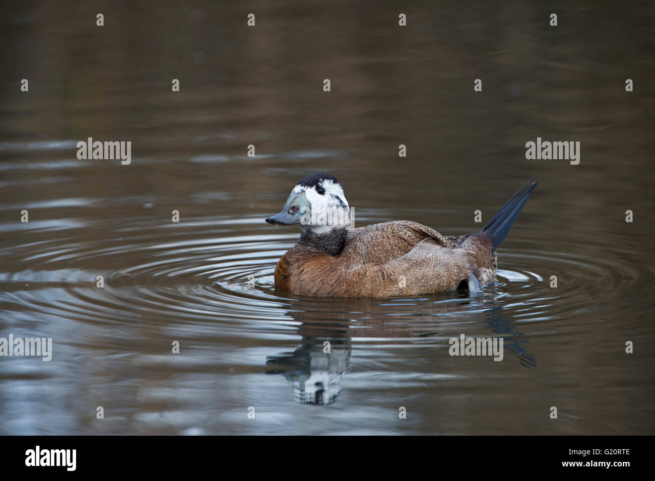 White-headed Duck Oxyura leucocephala C Stock Photo - Alamy