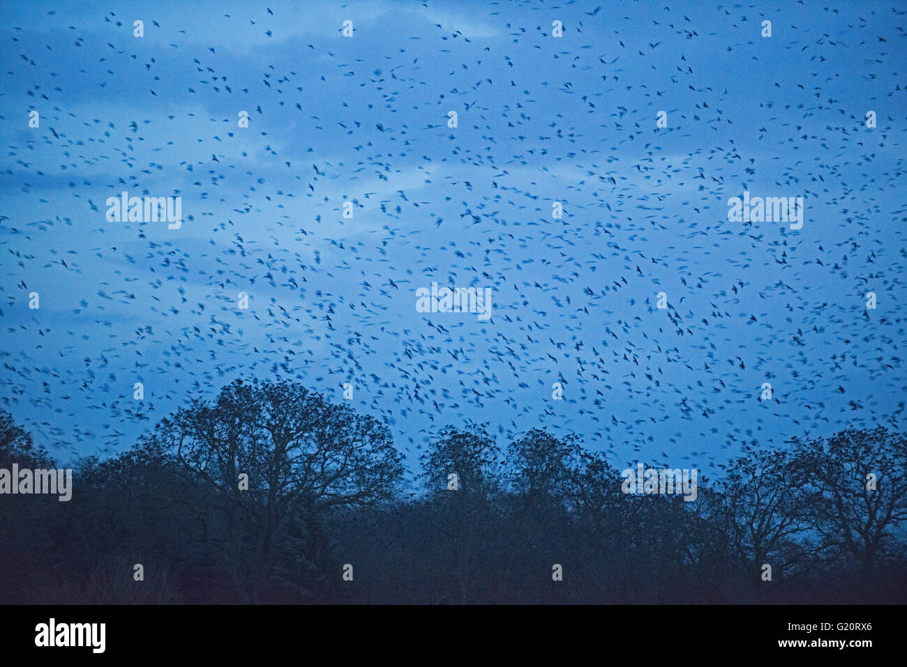 Rook rooks corvus frugilegus roost crow crows flock gathering hi-res ...