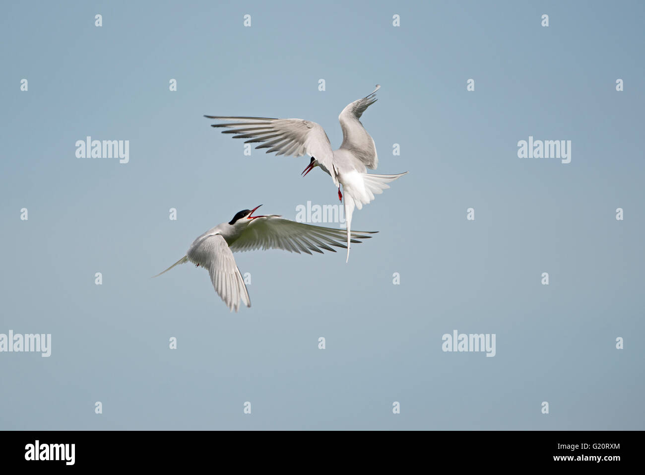 Terns aggression hi-res stock photography and images - Alamy