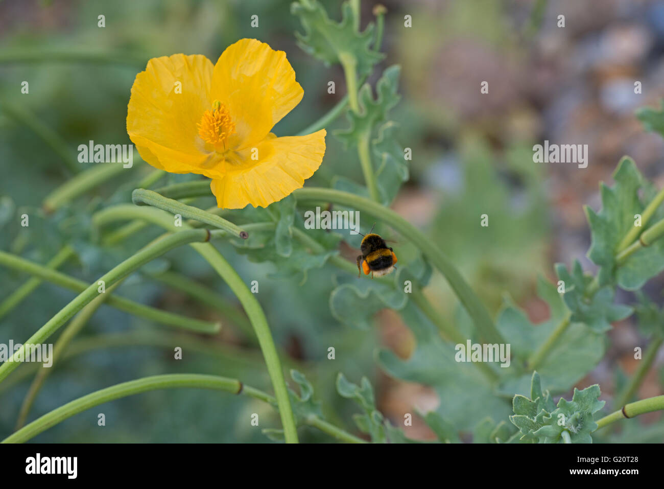 Buff tailed bumblebee bumble bee bee insect bombus terrestris cley ...