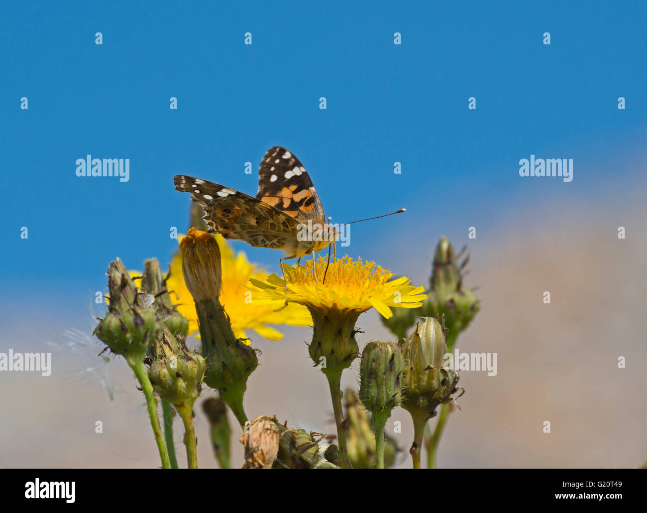 Vanessa cardui painted lady butterfly hi-res stock photography and ...