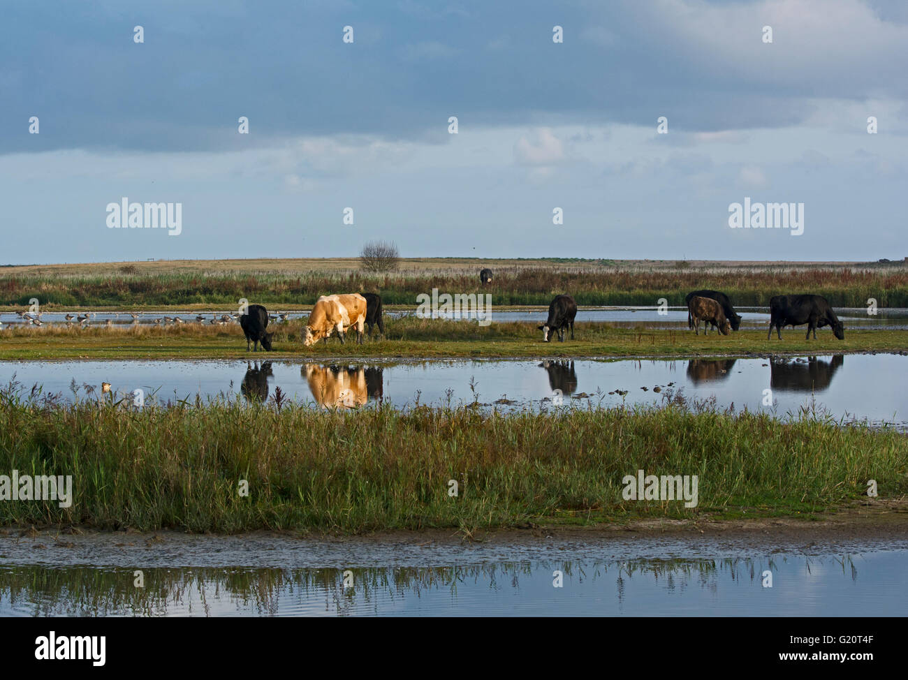 Cattle bull animal management marsh cley norfolk hi-res stock ...