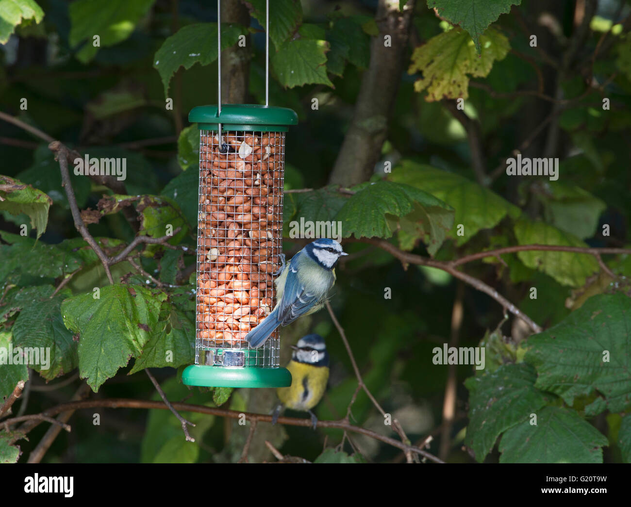The One small nut feeder Stock Photo - Alamy