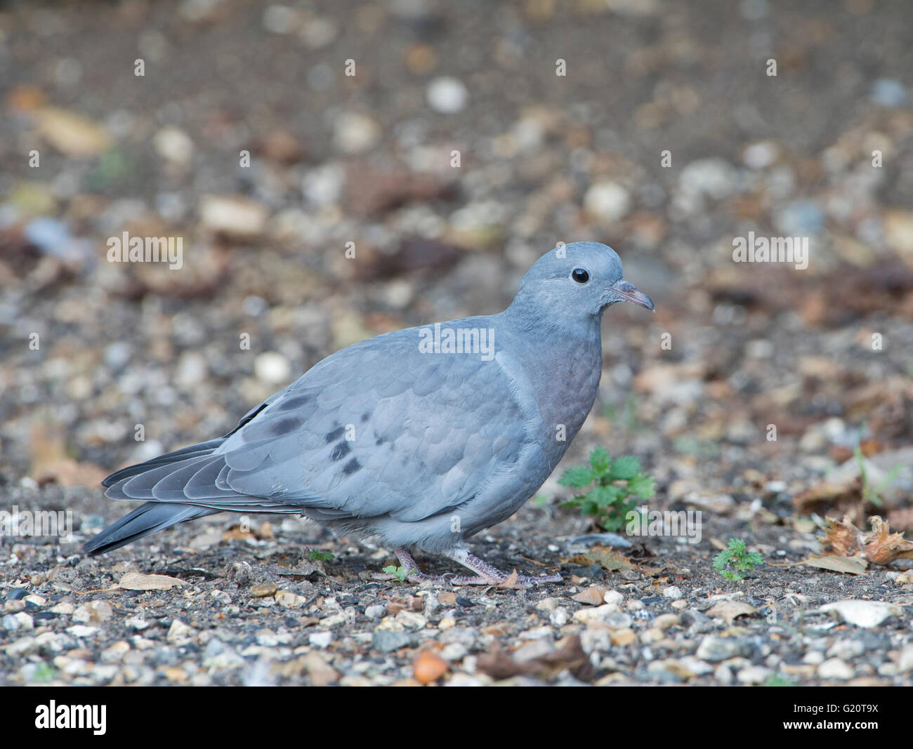 Juvenile dove hi-res stock photography and images - Alamy