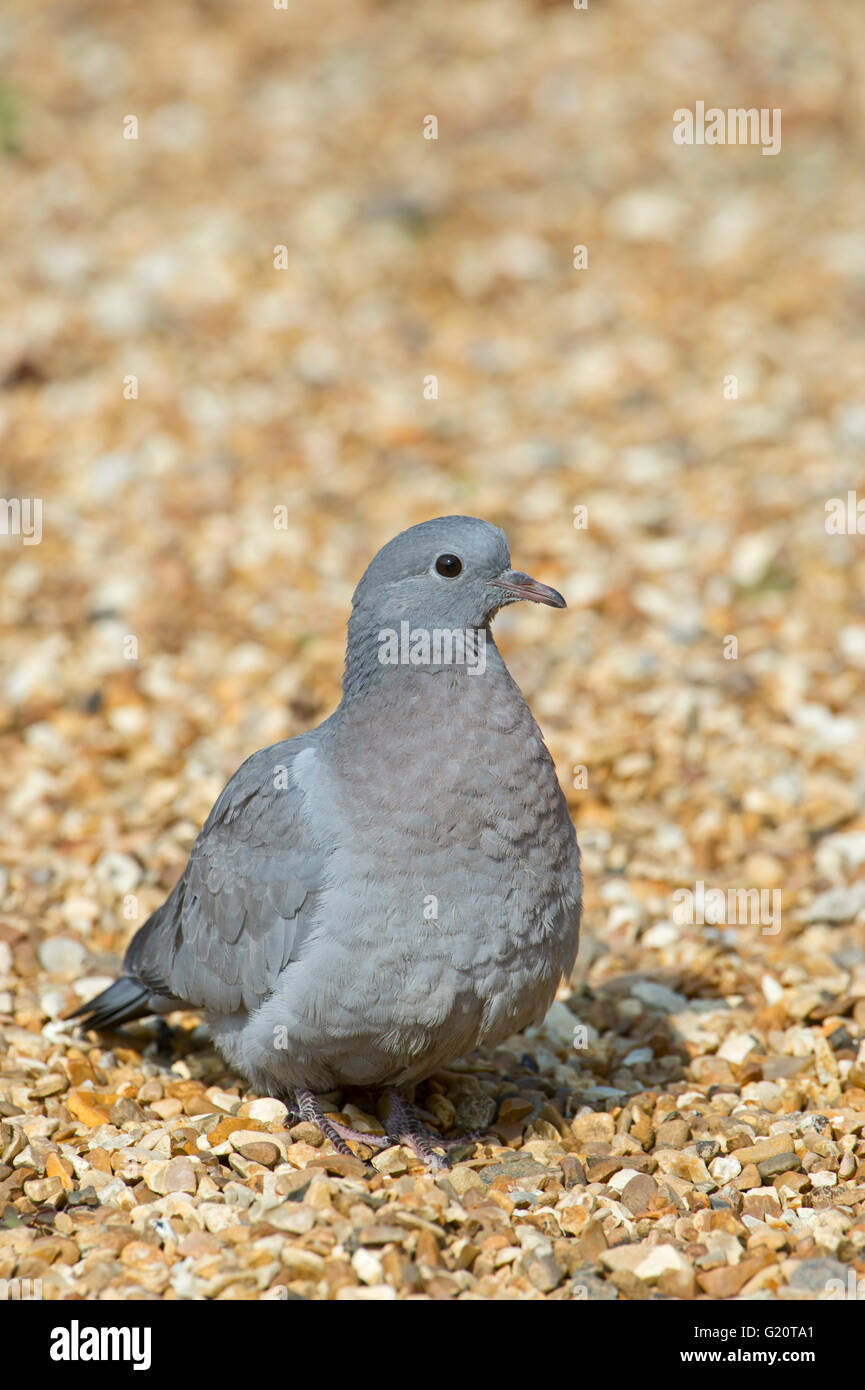 Juvenile dove hi-res stock photography and images - Alamy