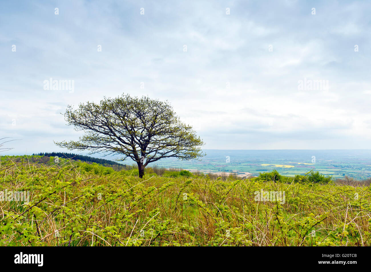 Quantocks somerset tree field hi-res stock photography and images - Alamy