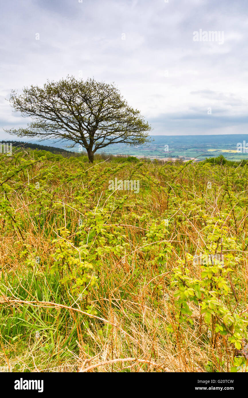 Cothelstone hill hi-res stock photography and images - Alamy