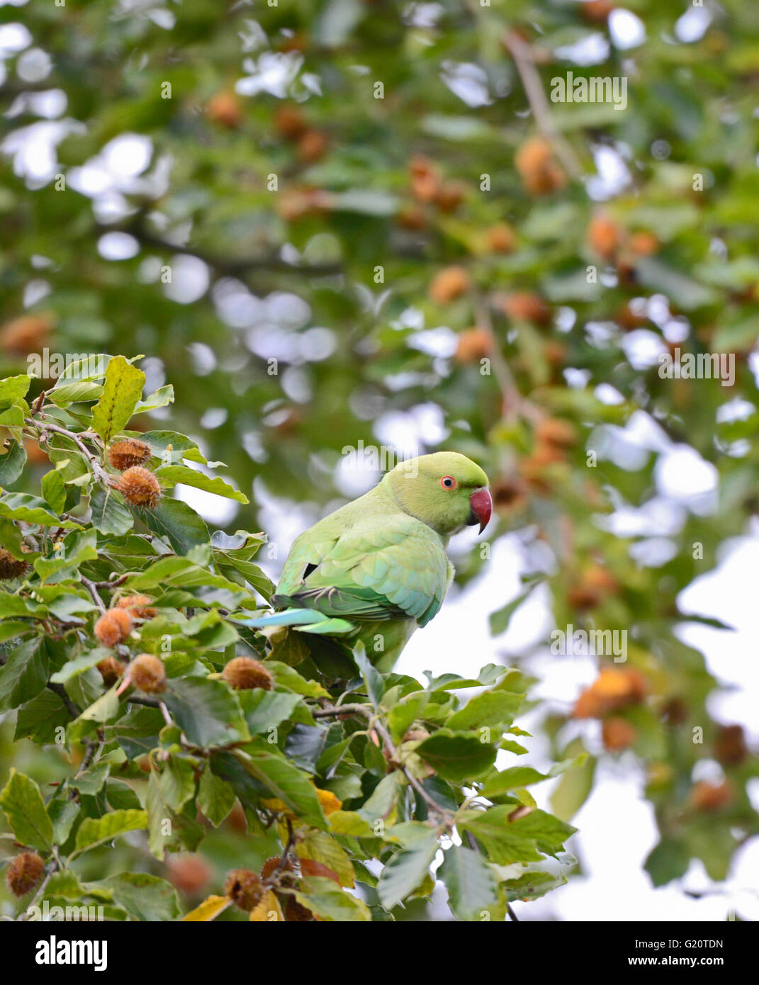 Ring-necked Parakeet Psittacula krameri in Richmond Park London Stock ...