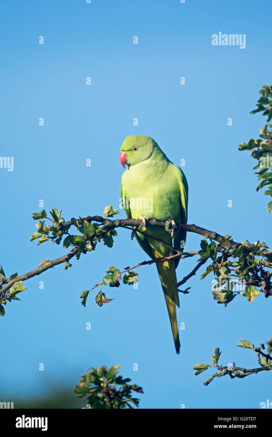 Ring-necked Parakeet Psittacula krameri in Richmond Park London Stock ...