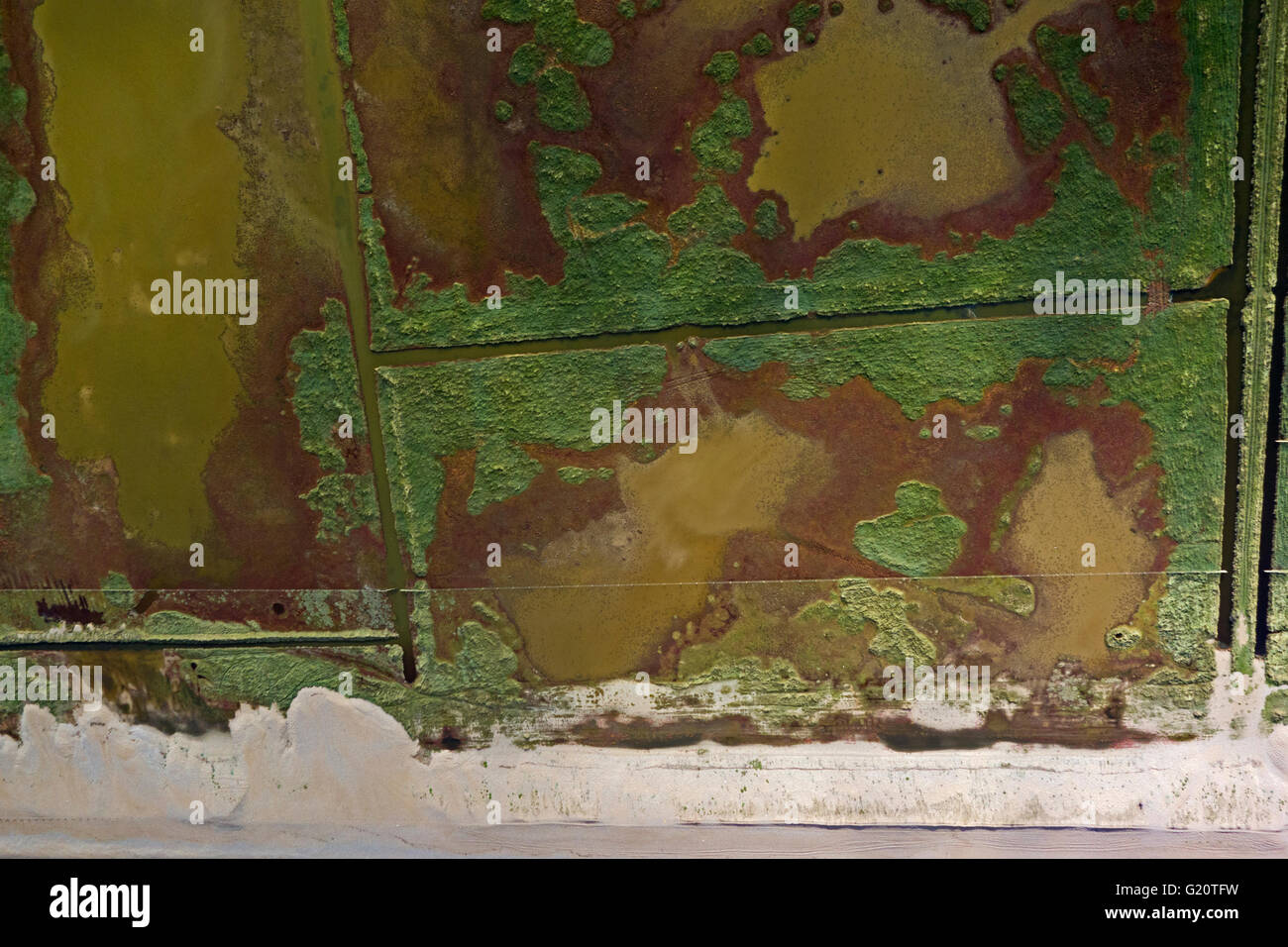 Autumn colour of Samphire fringing brackish pools at Salthouse on North ...