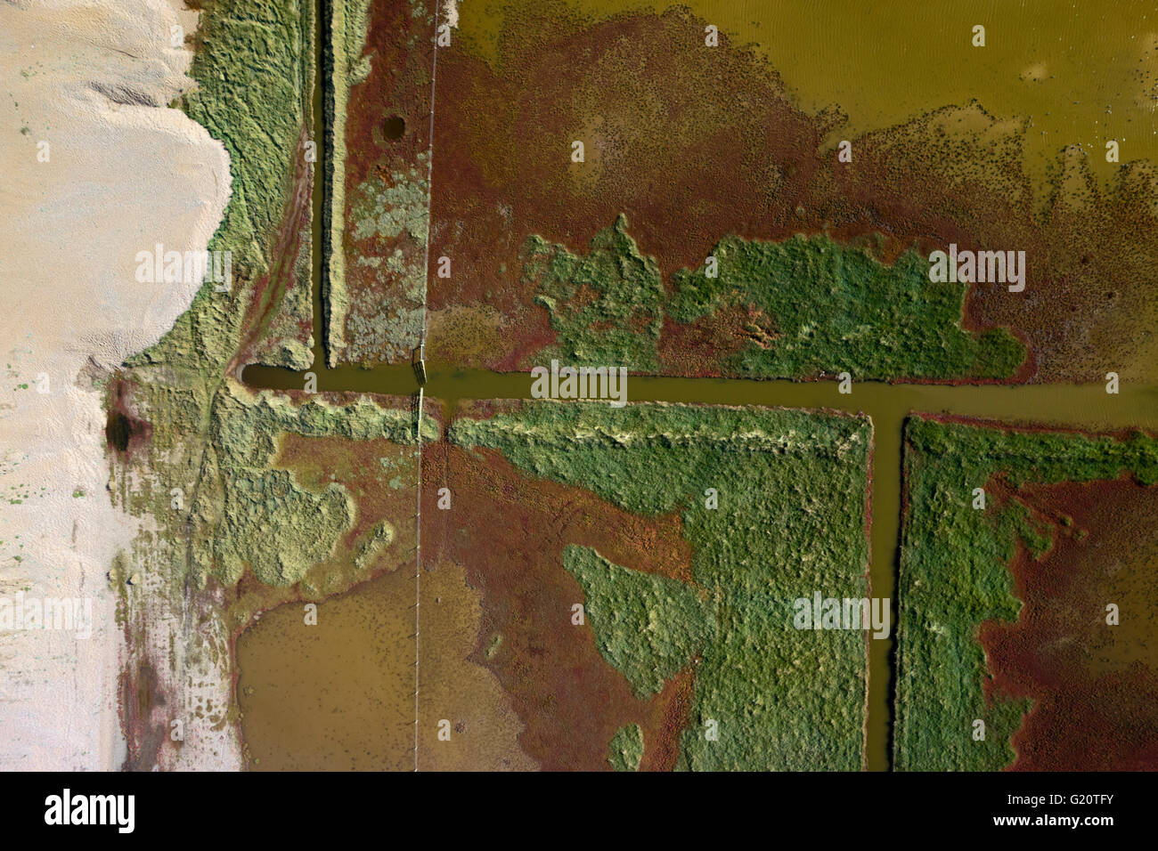 Autumn colour of Samphire fringing brackish pools at Salthouse on North ...