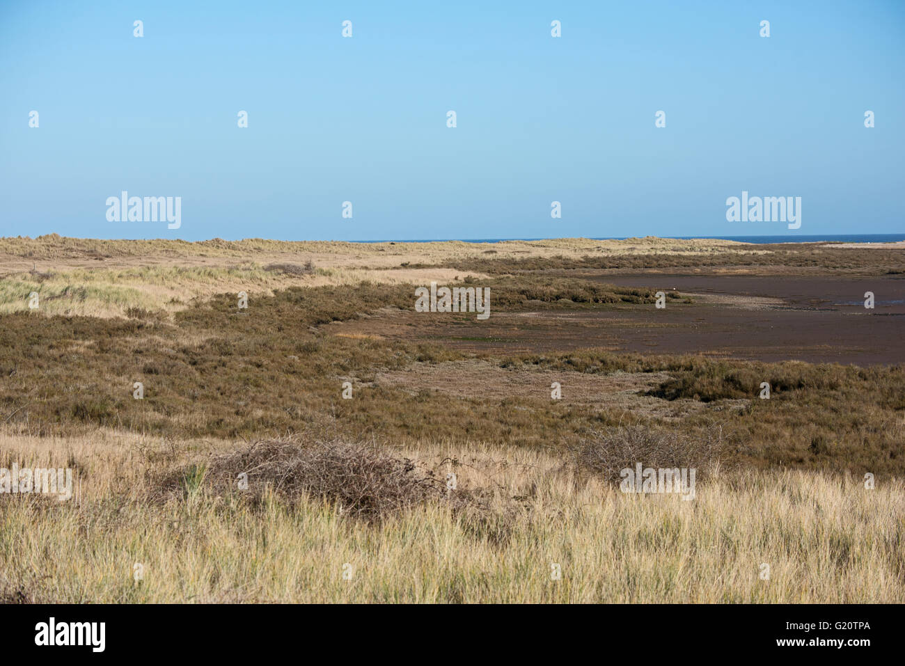 The scolt head hi-res stock photography and images - Alamy