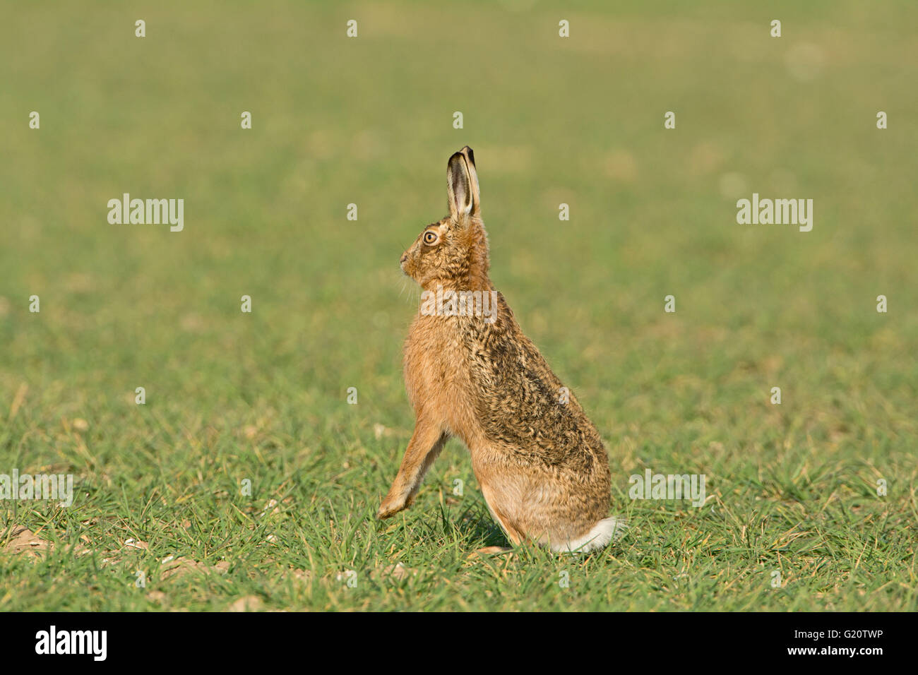 European Brown Hare, Lepus europaeus in winter wheat field Norfolk UK ...