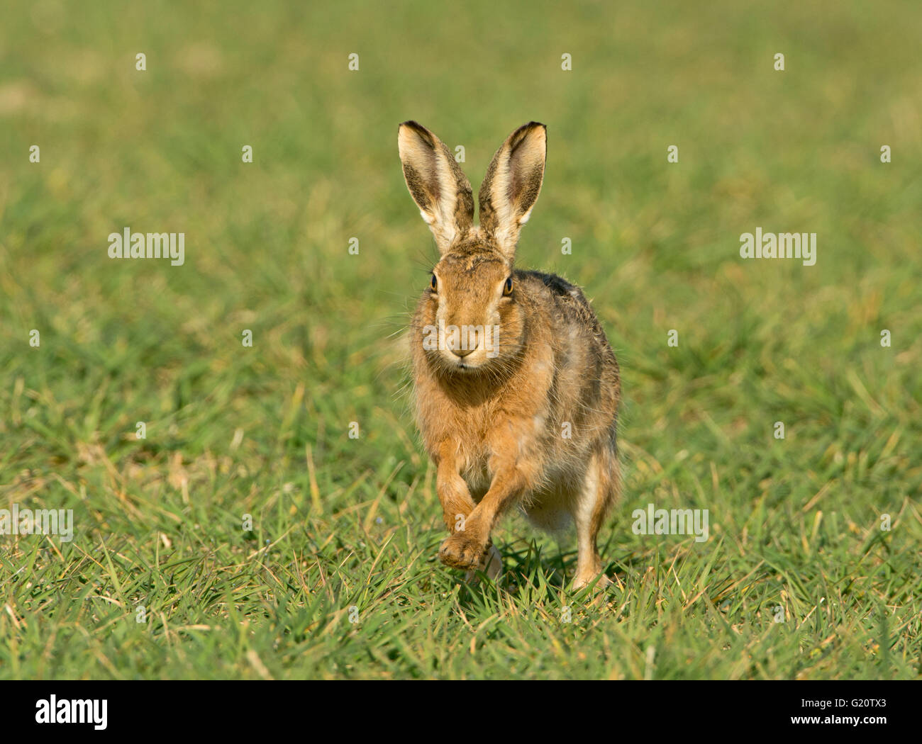 European Brown Hare, Lepus europaeus in winter wheat field Norfolk UK ...