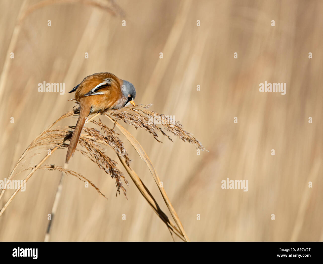 Bearded Tit Panurus biarmicus male feeding on phragmites seeds Cley ...