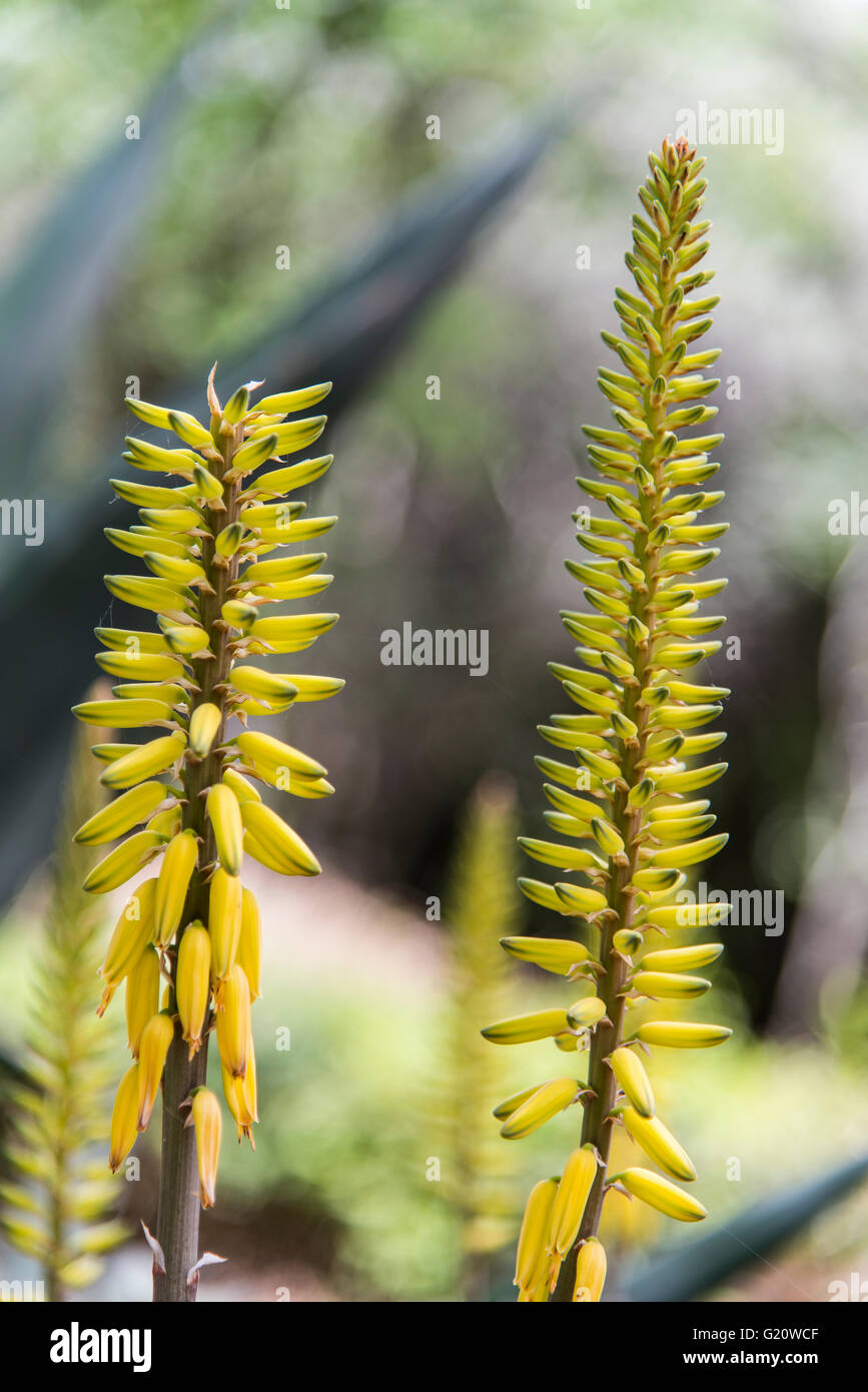 Aloe bloom hi-res stock photography and images - Alamy