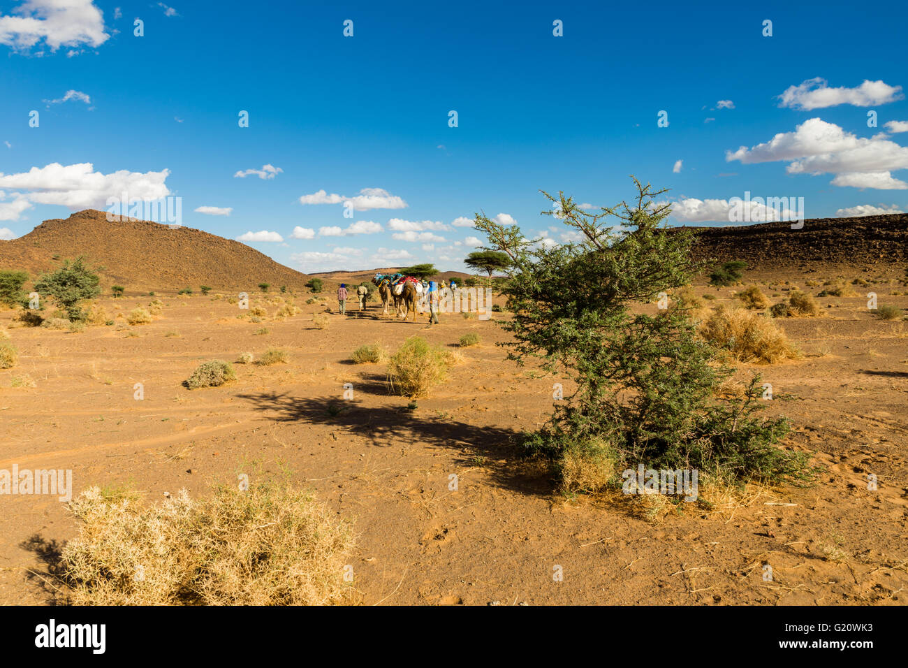tree in the Sahara desert Stock Photo - Alamy