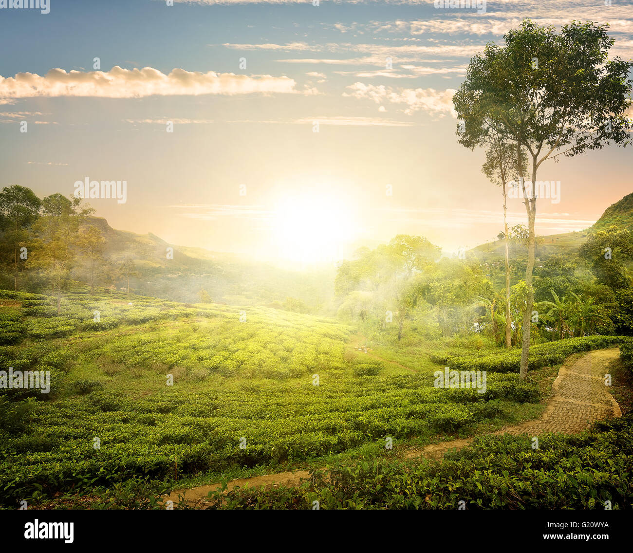 Tea Field Stock Photos & Tea Field Stock Images - Alamy