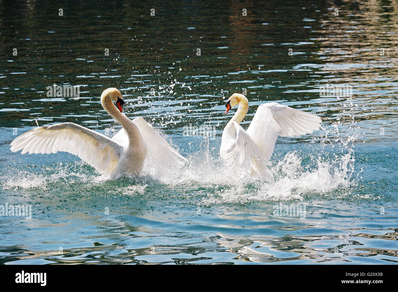 Two dominant swans battle, Reuss river Stock Photo - Alamy
