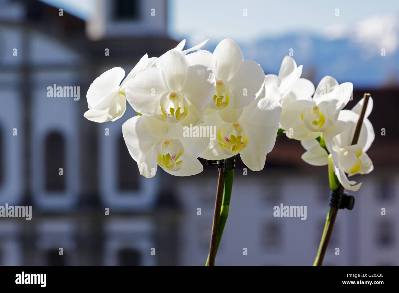 White orchid`s flowers hi-res stock photography and images - Alamy