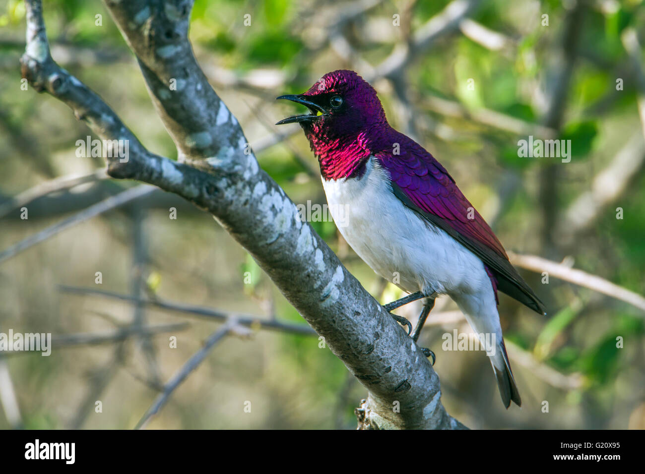 Plum coloured starling hi-res stock photography and images - Alamy