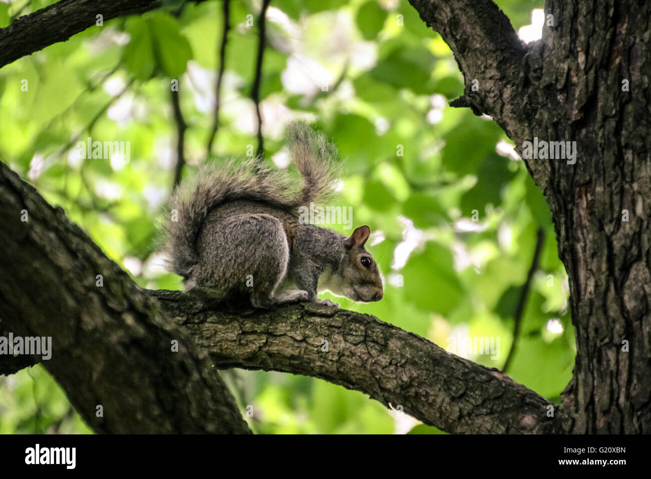Squirrel on a tree Stock Photo - Alamy