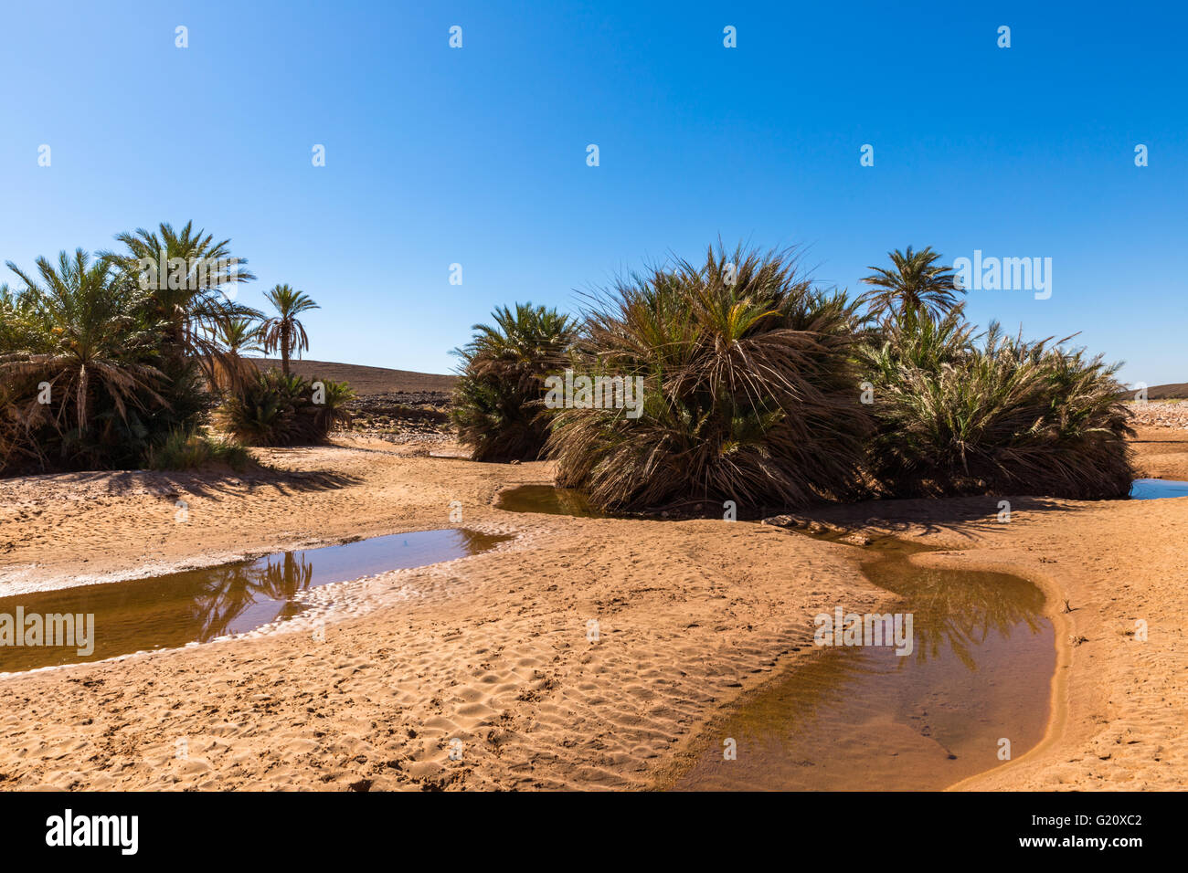 water in the oasis Sahara desert Stock Photo - Alamy