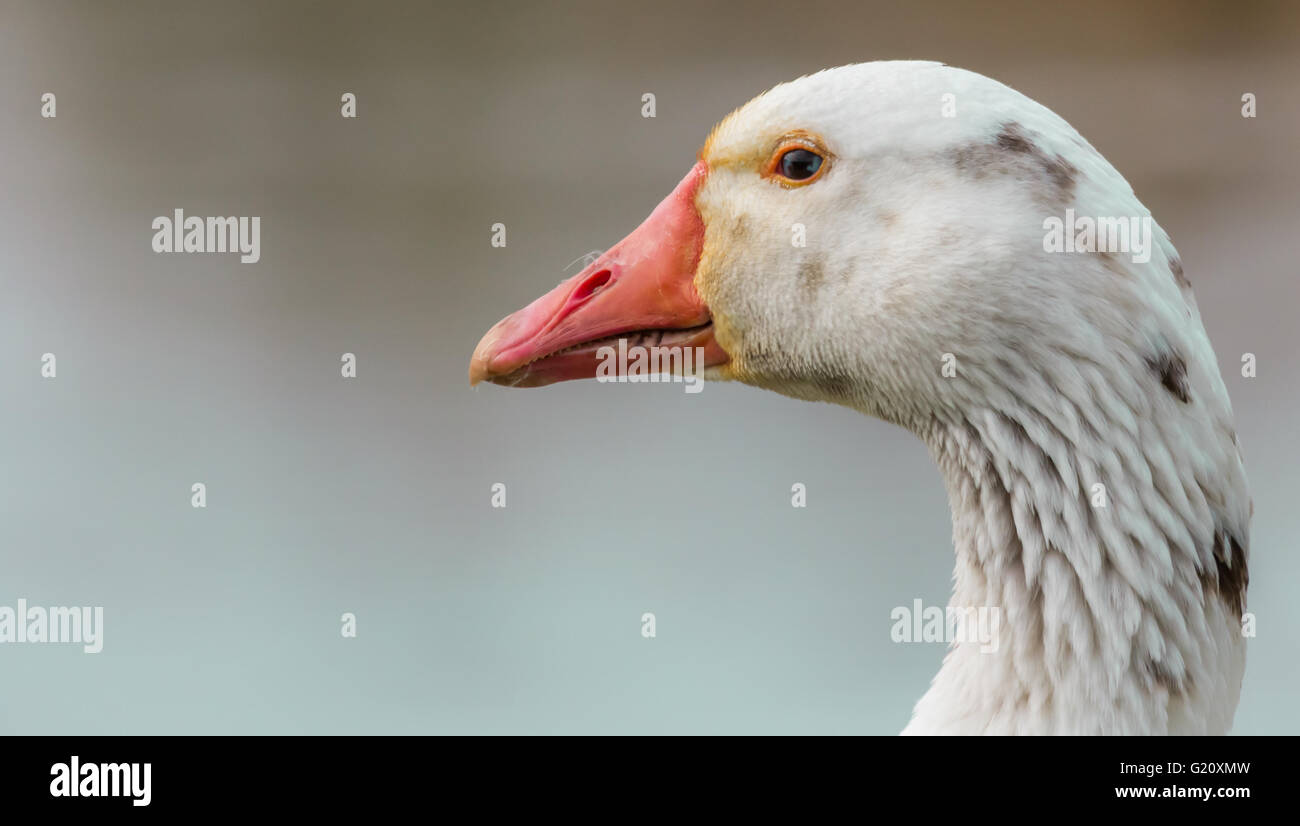 Close up portrait of a wild gray goose Stock Photo - Alamy