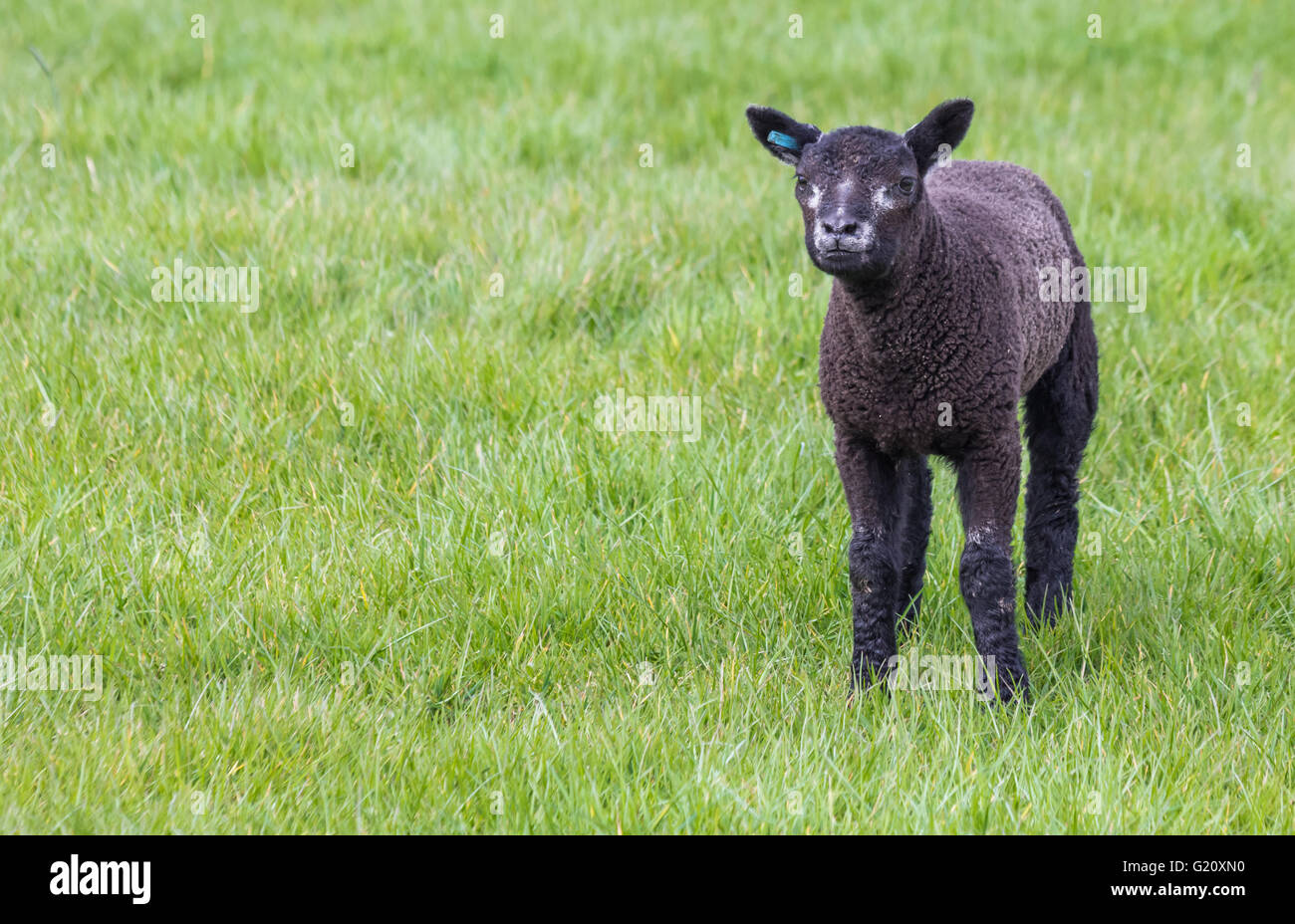 Black lamb hi-res stock photography and images - Alamy