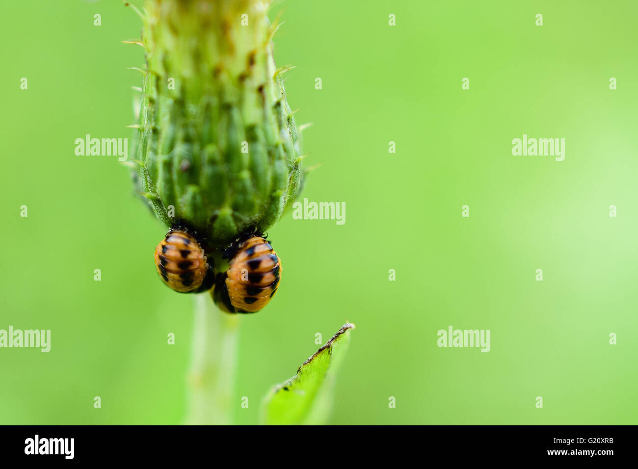 Ladybug pupa hi-res stock photography and images - Alamy