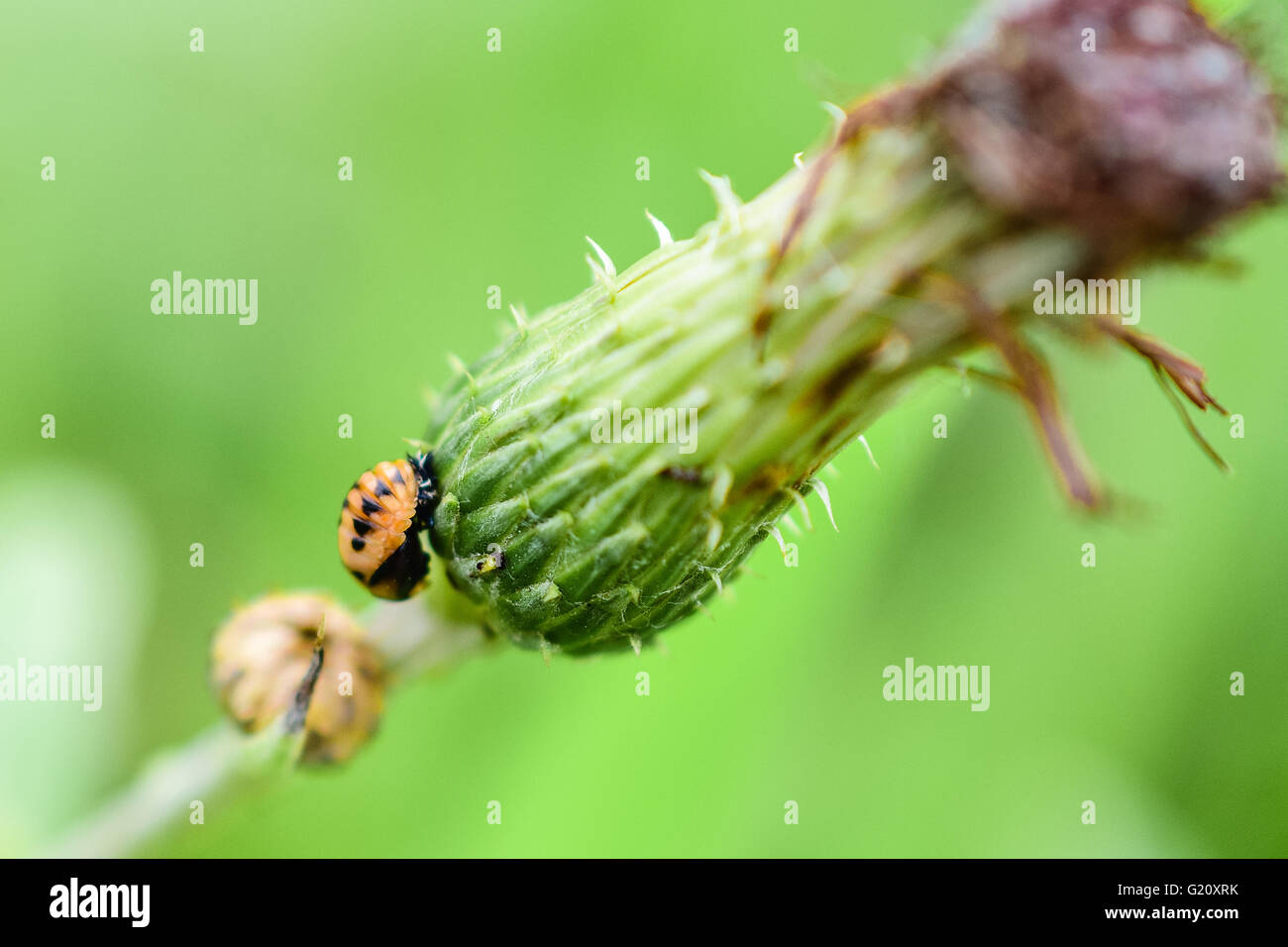 Ladybug pupa hi-res stock photography and images - Alamy