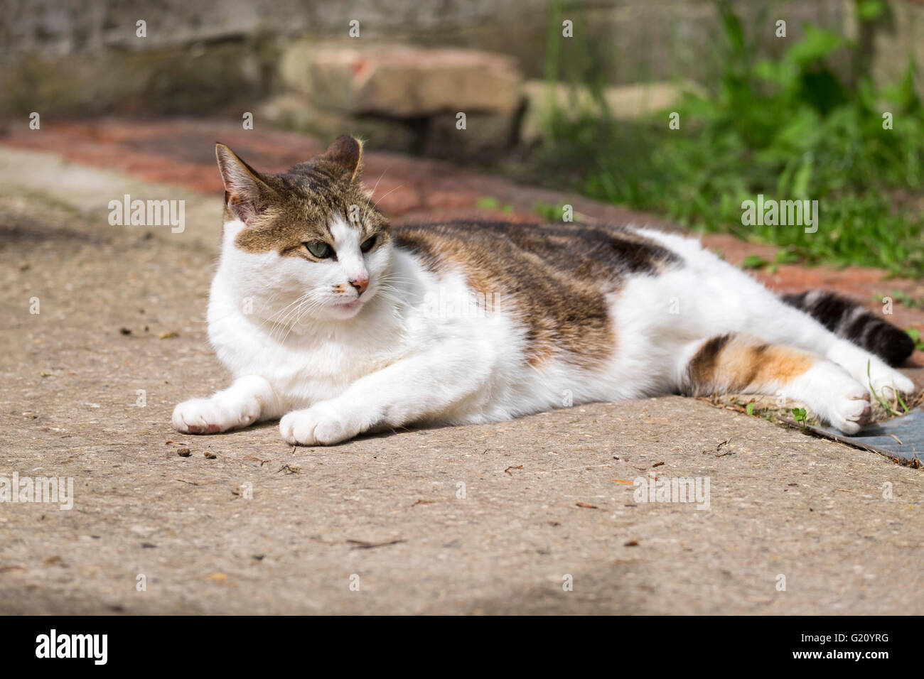 Calico colouring hi-res stock photography and images - Alamy