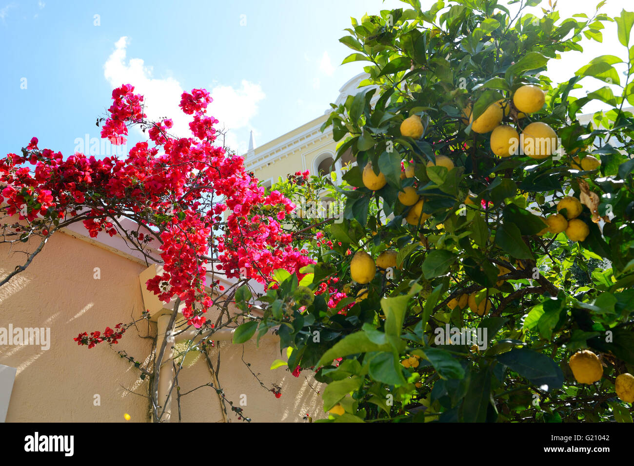 The Bougainvillea and lemon tree with yellow lemons, Corfu, Greece ...