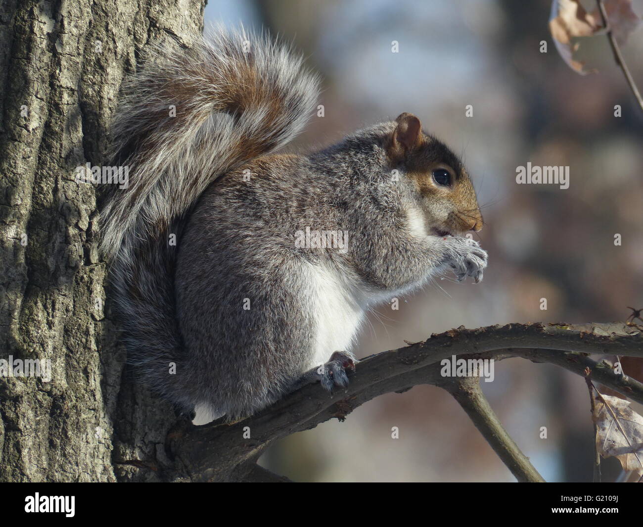 The eastern gray squirrel, also known as the grey squirrel depending on ...