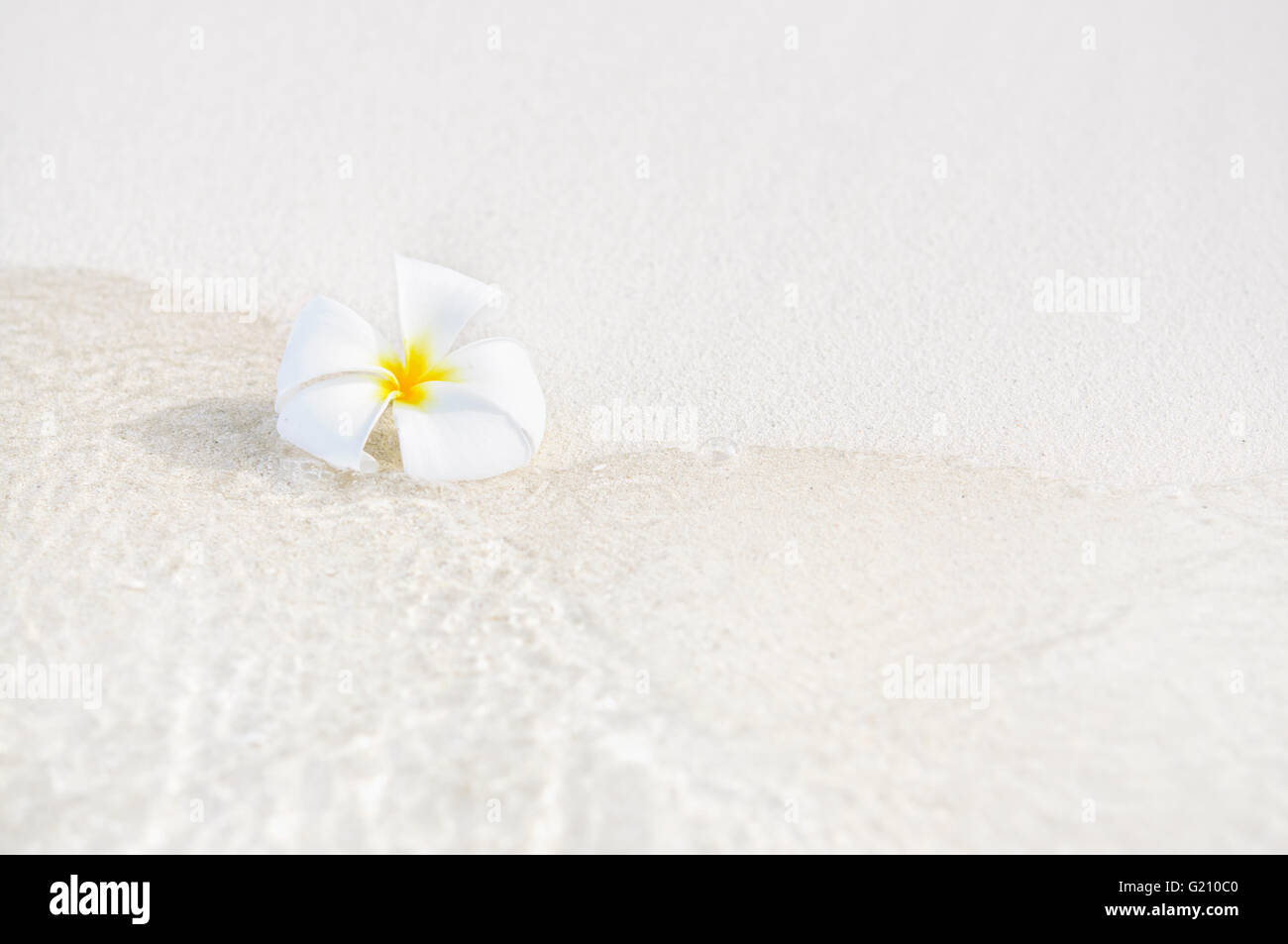 One single alone plumeria flower on white sand beach with sea wave line ...