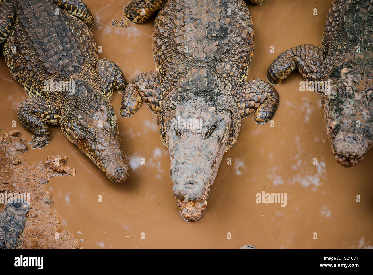 Edangerous Cuban crocodile in natural wild enviroment Stock Photo - Alamy