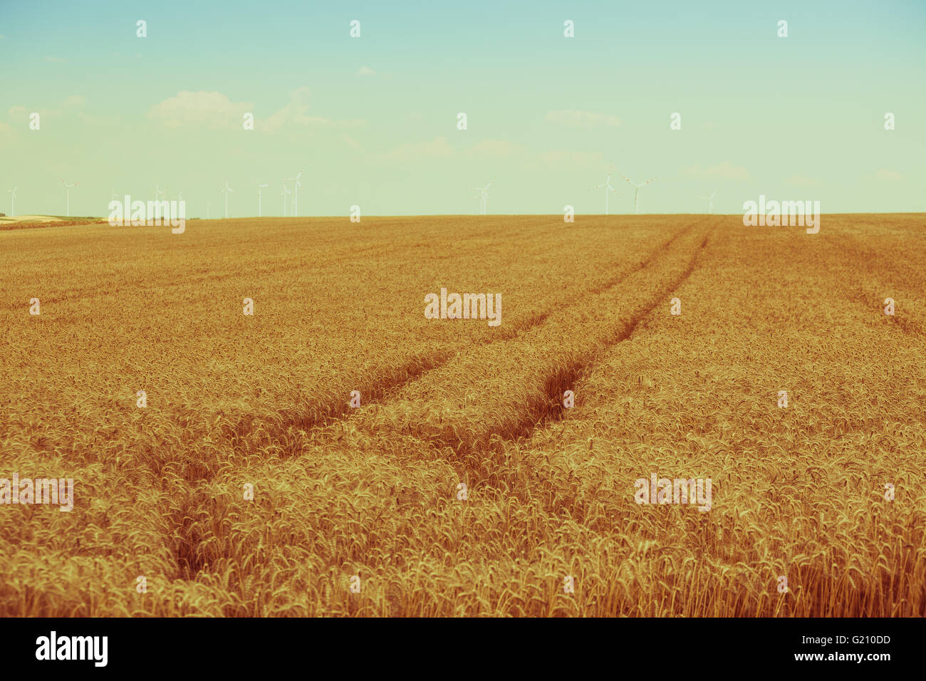 Ripe Cereal field. Filtered Shot with a selective focus Stock Photo - Alamy