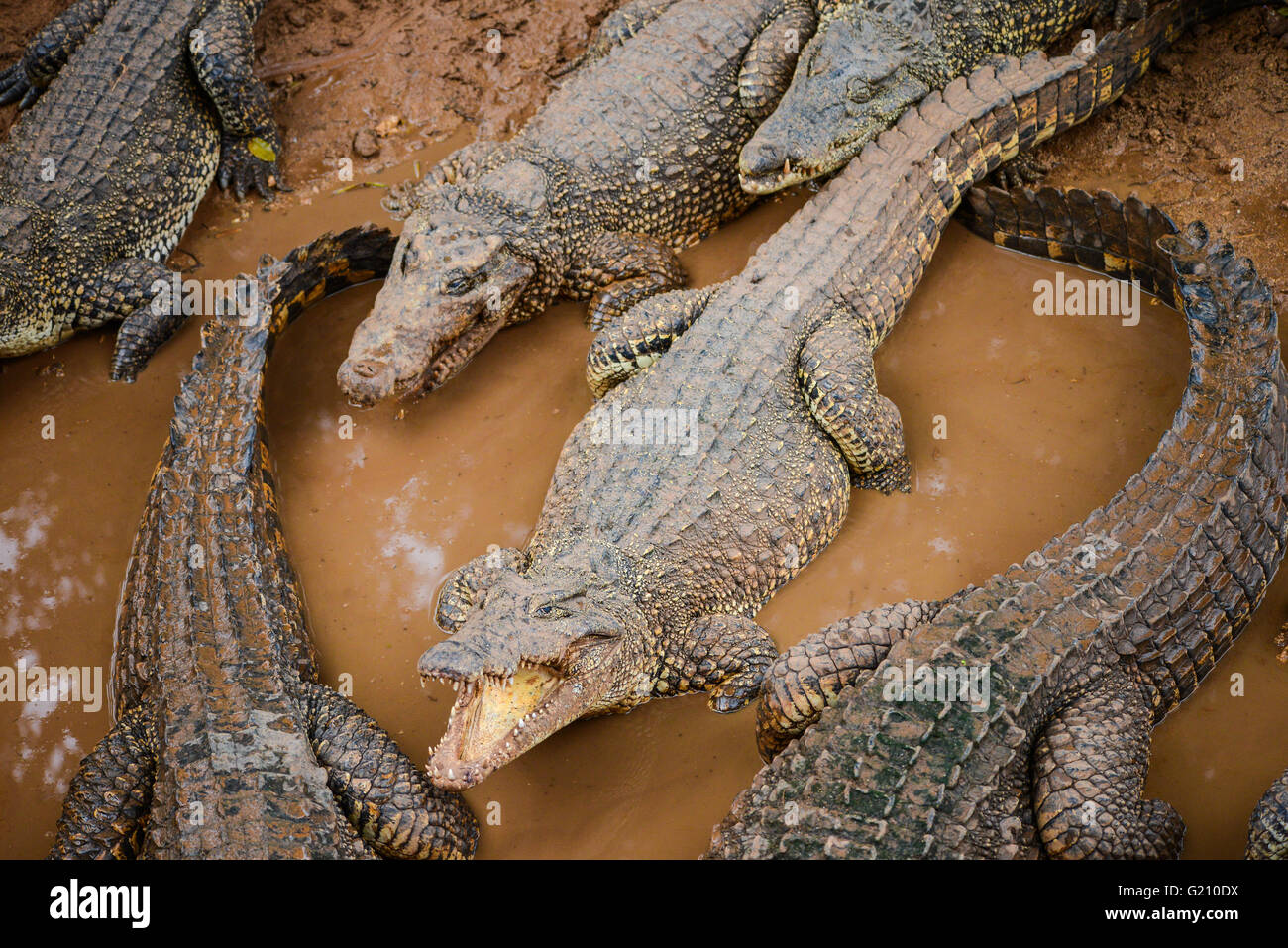 Edangerous Cuban crocodile in natural wild enviroment Stock Photo - Alamy