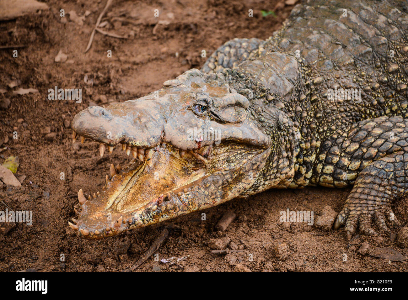 Cuban alligator hi-res stock photography and images - Alamy