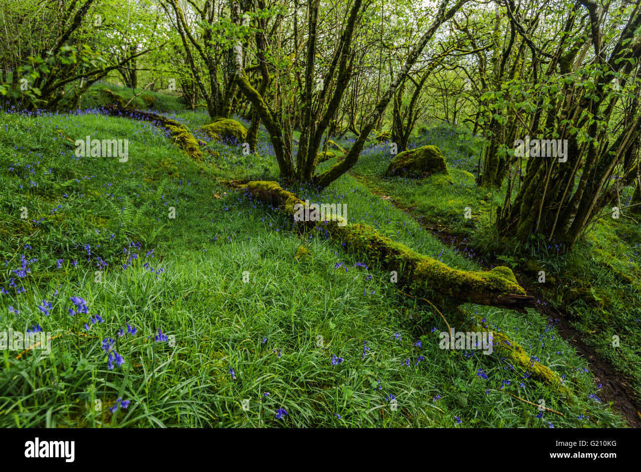 Bluebells in forest in nature reserve Devon UK Stock Photo - Alamy