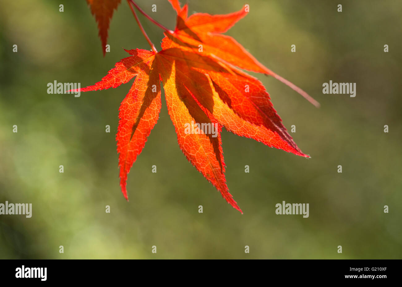 Japanese Maple Leaf Stock Photo - Alamy