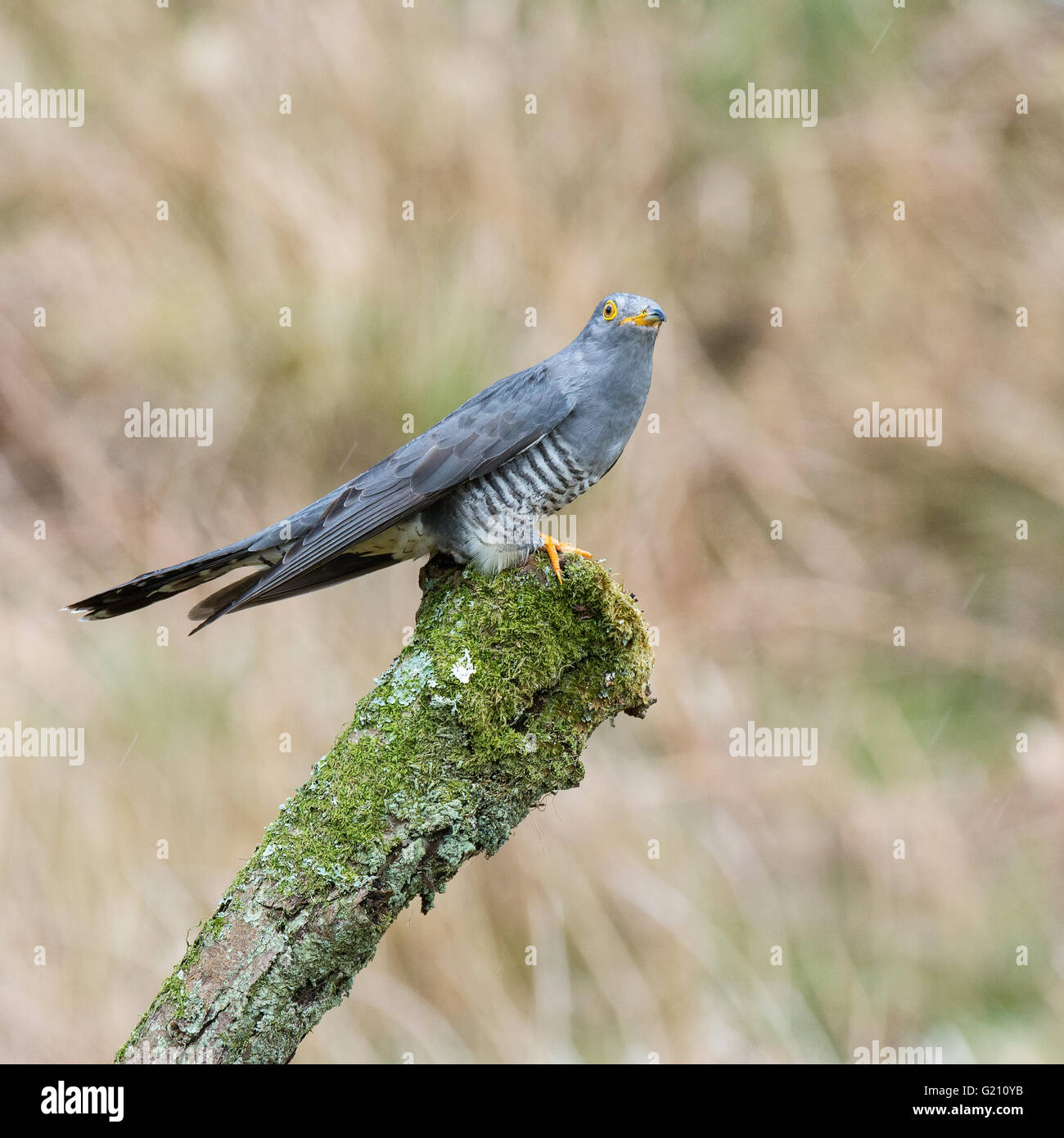 Male cuckoo bird hi-res stock photography and images - Alamy